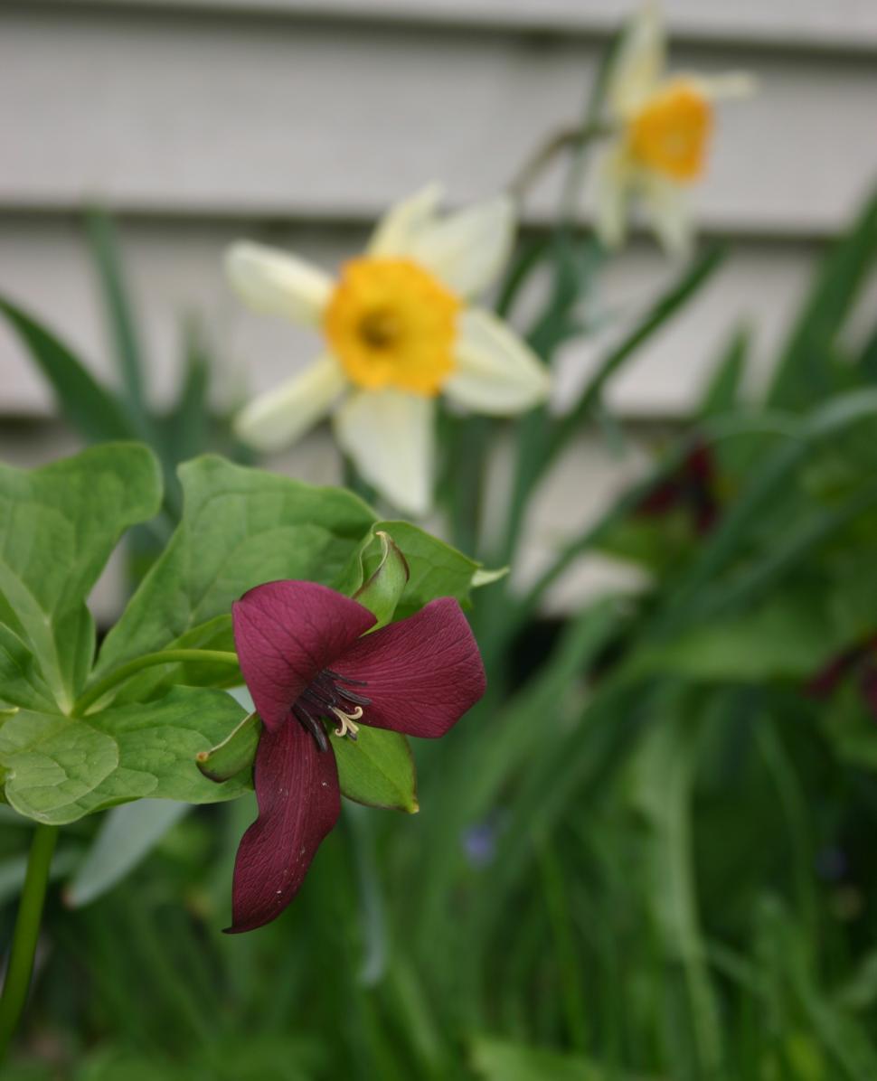 Free Stock Photo of Strange flower with daffodil | Download Free Images ...