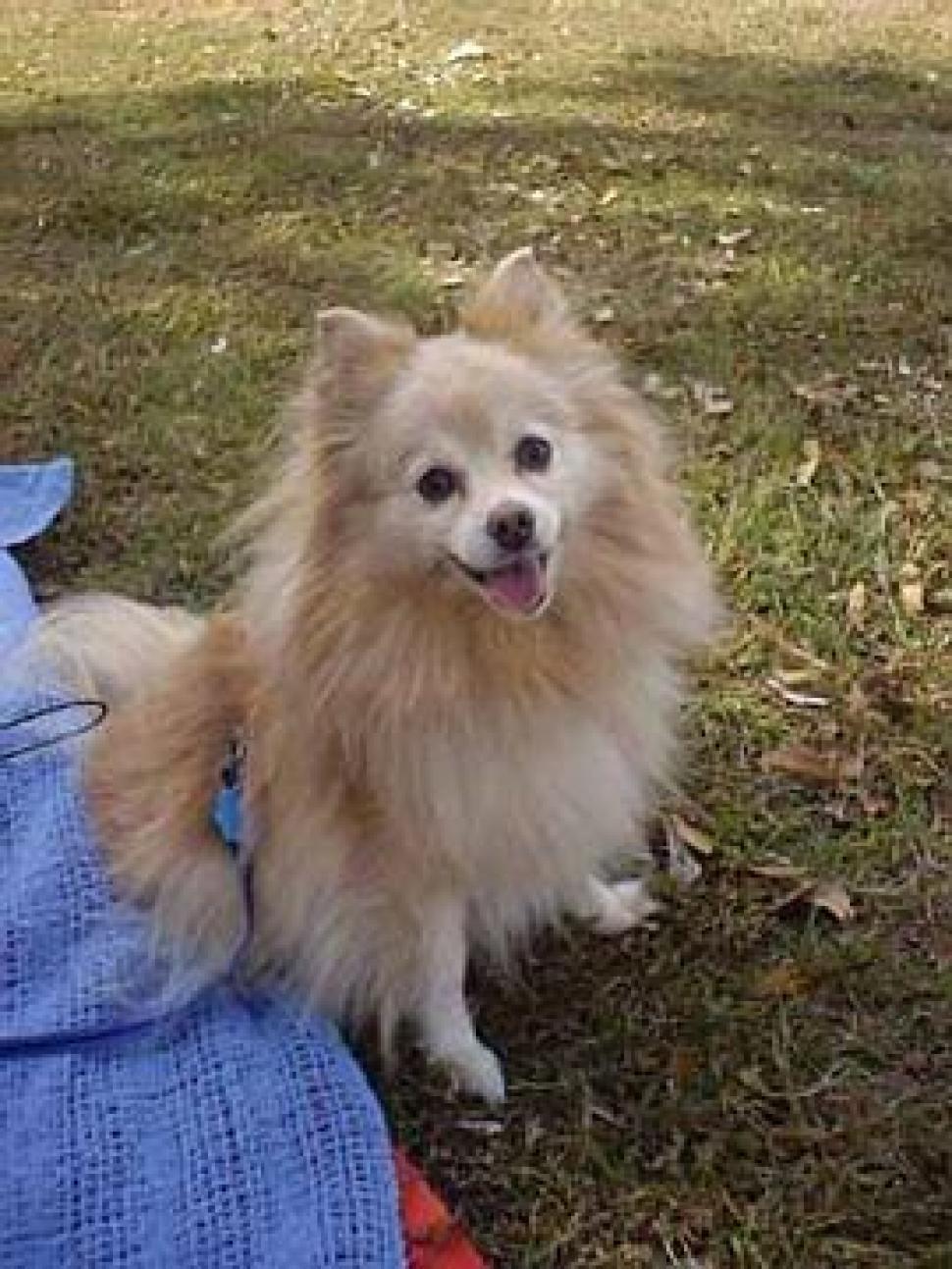 Free Stock Photo of Tandy on a picnic | Download Free Images and Free ...