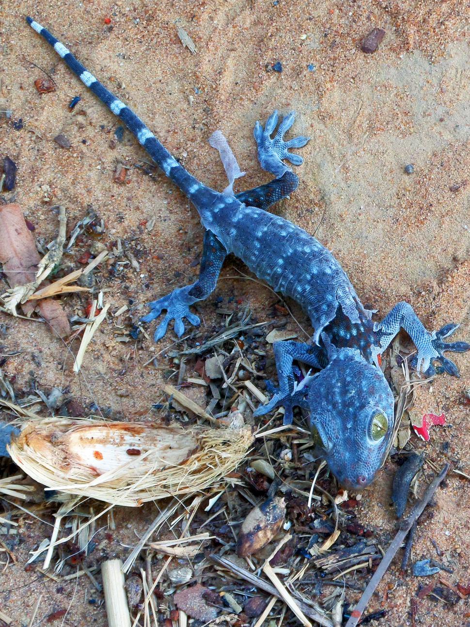 Free Stock Photo of Juvenile tokay gecko shedding its skin | Download ...