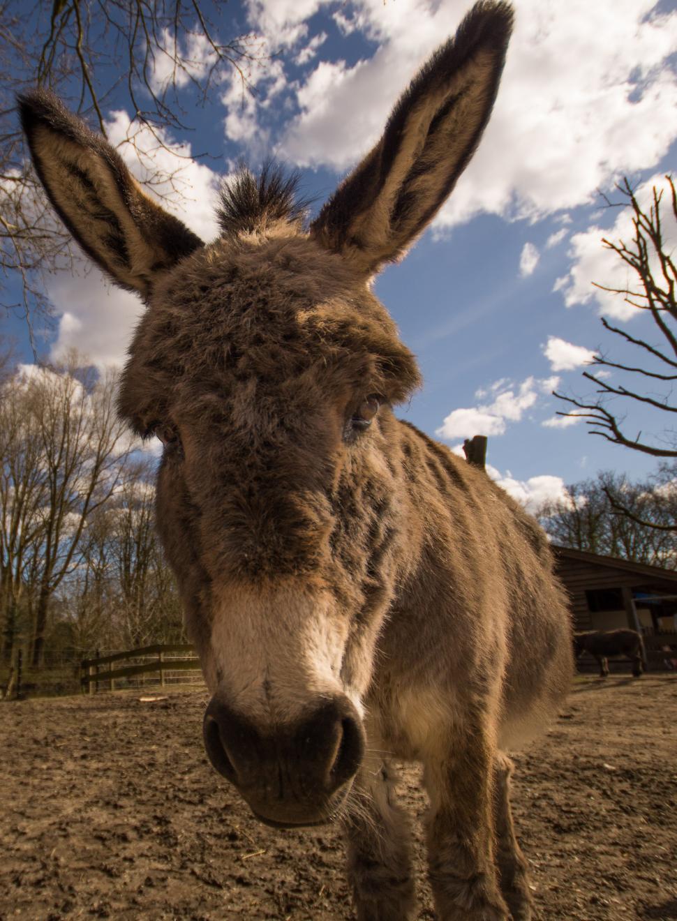 Free Stock Photo of Donkey Standing in Dirt Field Under Cloudy Blue Sky ...
