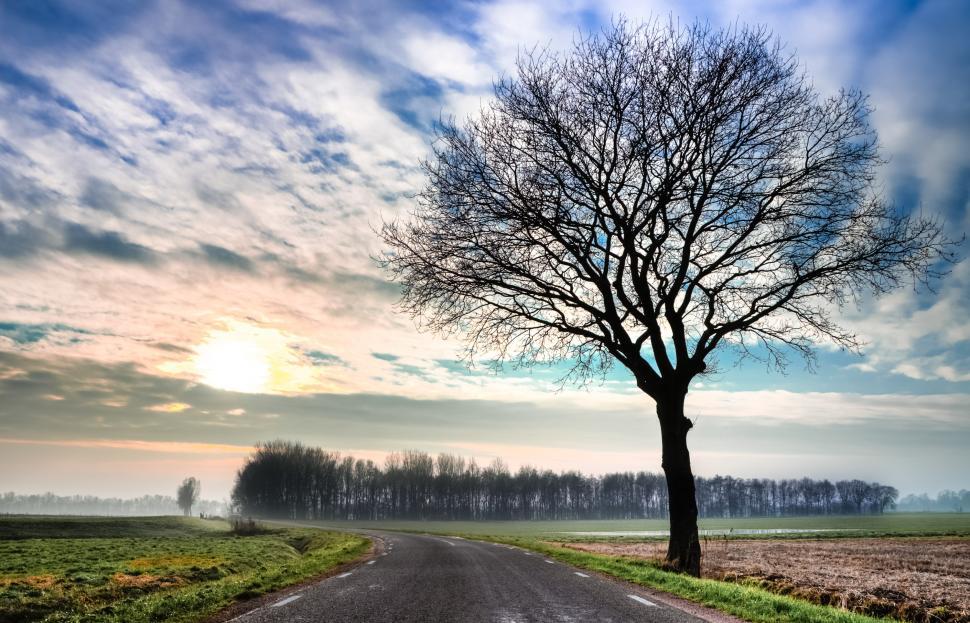 Free Stock Photo of Lone Tree Beside Road | Download Free Images and ...