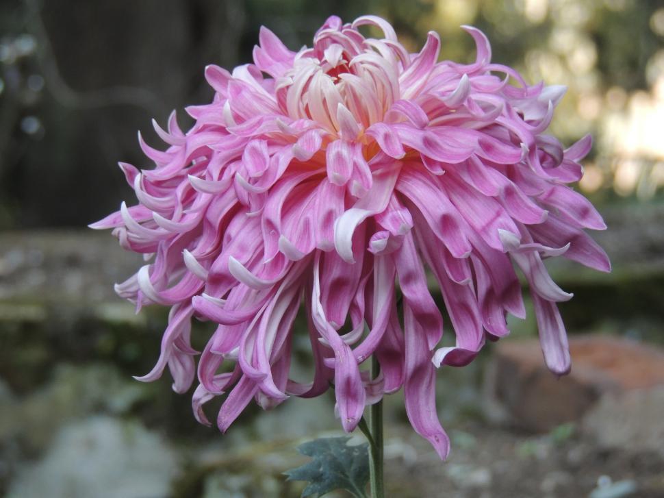 Free Stock Photo of Incredible flower | Download Free Images and Free ...