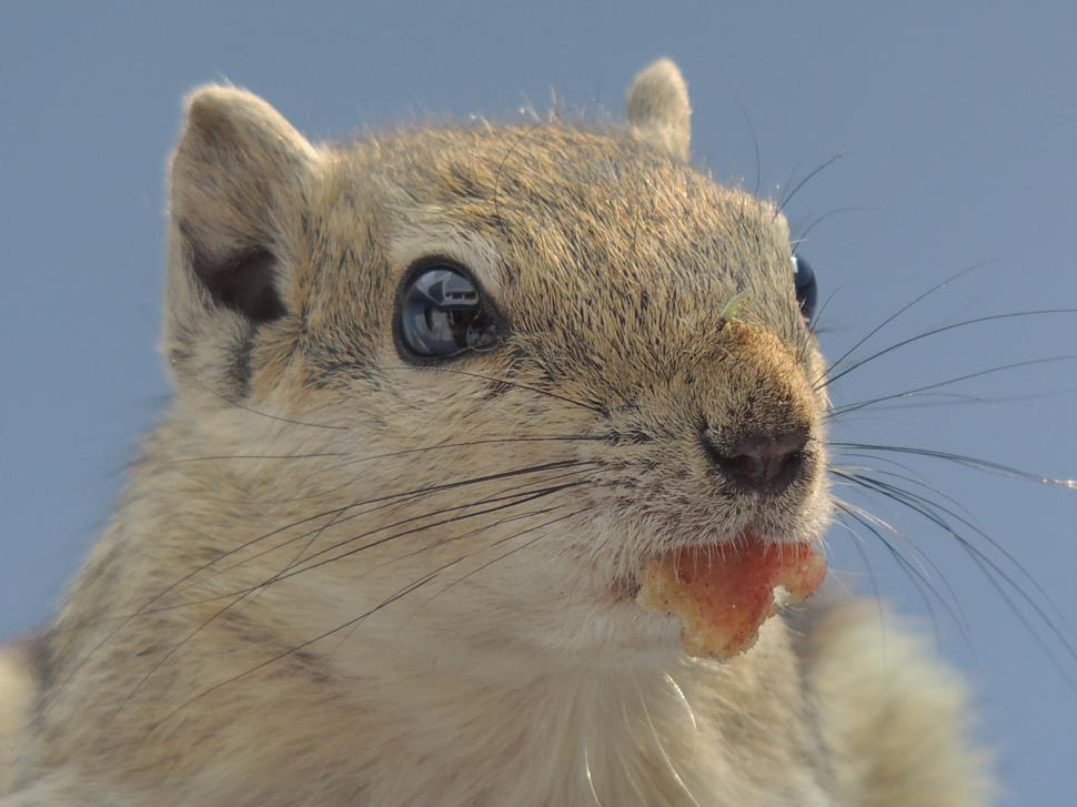 Free Stock Photo of squirrel close | Download Free Images and Free ...