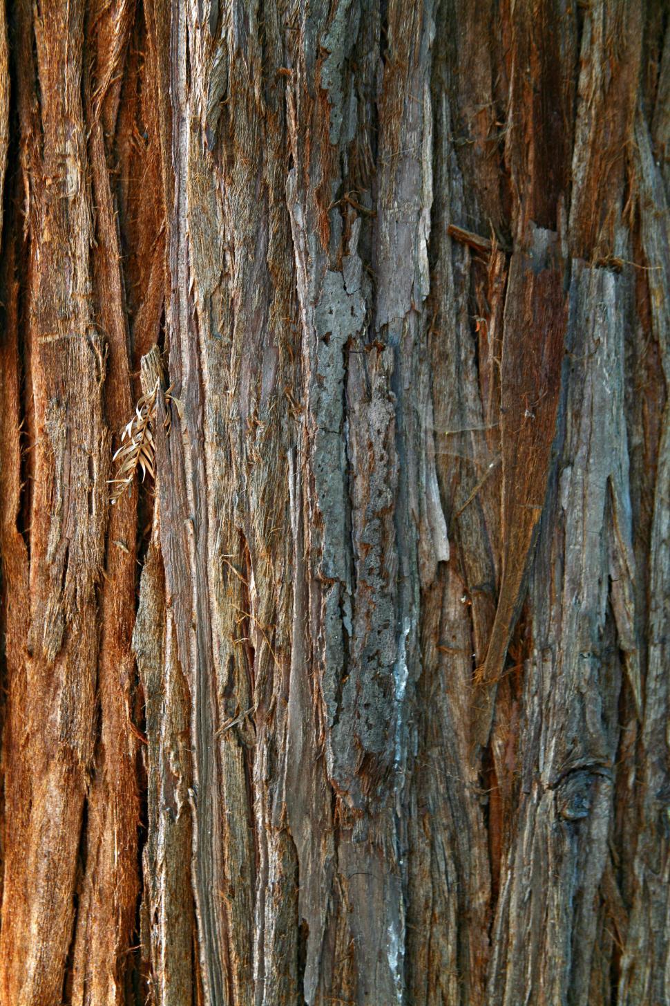 Free Stock Photo of Light Tree Bark | Download Free Images and Free ...