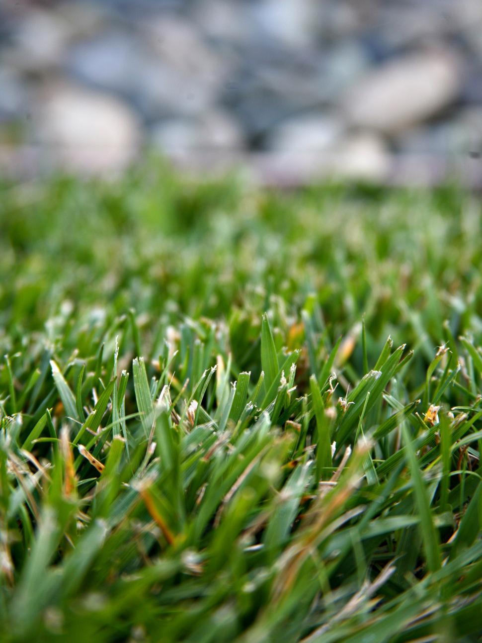 Free Stock Photo of Grass Perspective | Download Free Images and Free ...