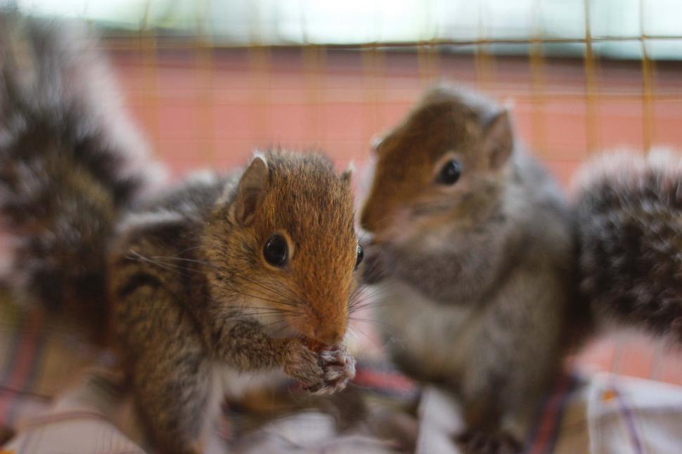 Free Stock Photo of Squirrels playing | Download Free Images and Free ...