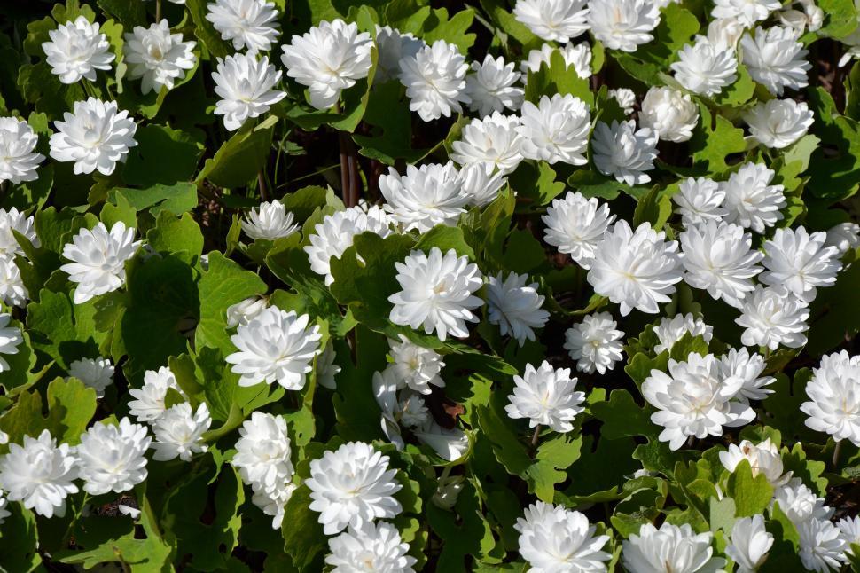 Free Stock Photo of Bloodroot | Download Free Images and Free Illustrations