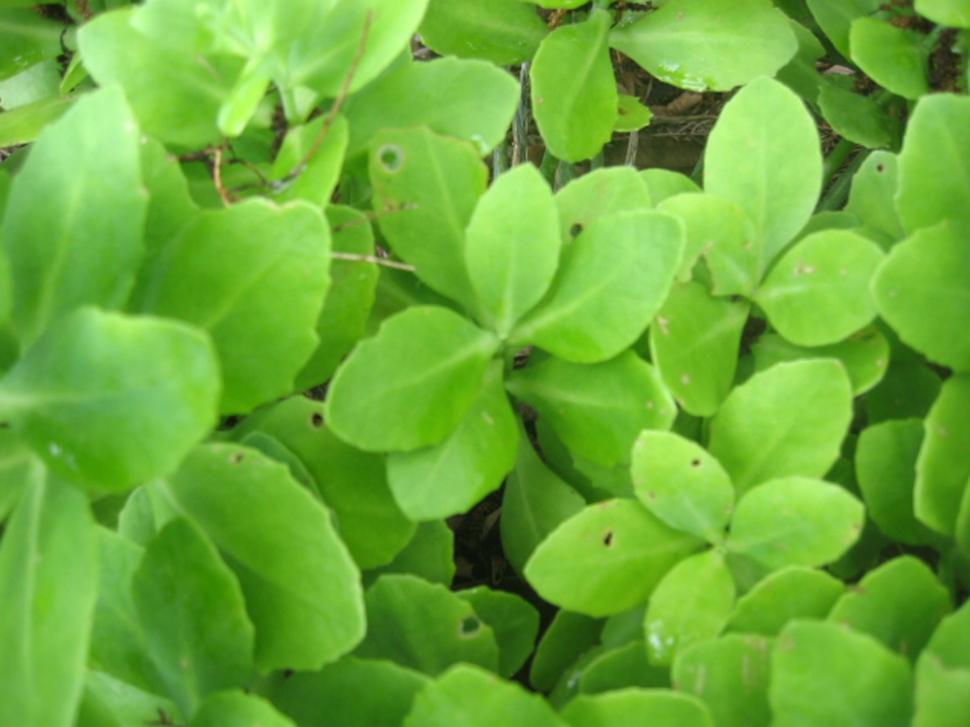 Free Stock Photo of Greenery | Download Free Images and Free Illustrations