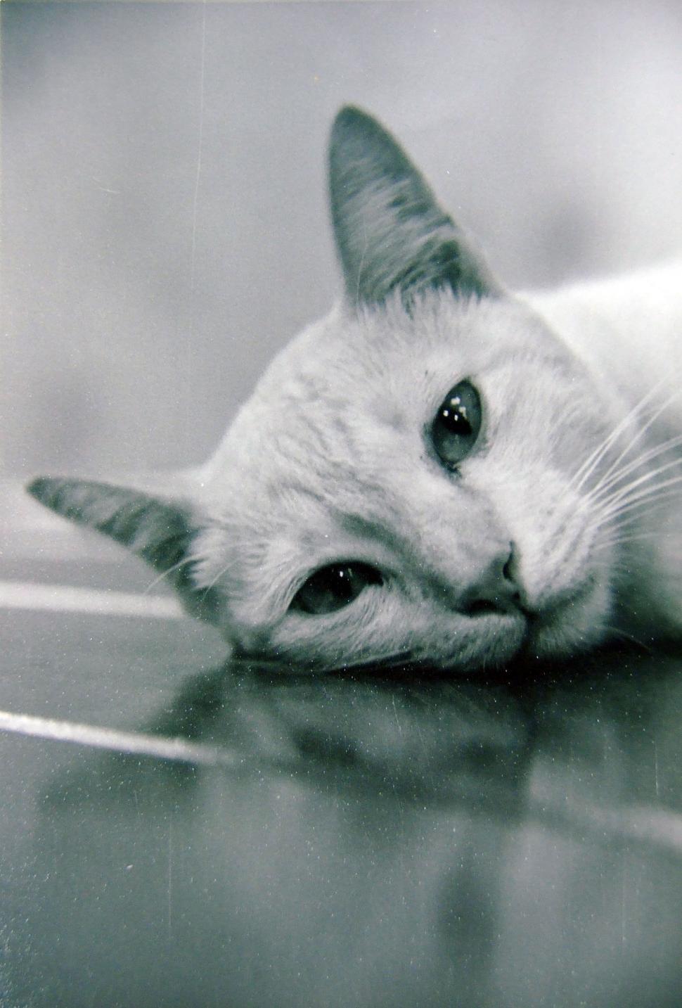 Free Stock Photo of Cat (B&W) | Download Free Images and Free Illustrations