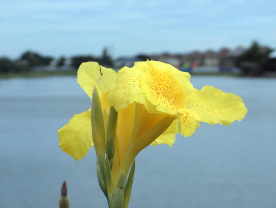 Free Stock Photo of Flower | Download Free Images and Free Illustrations