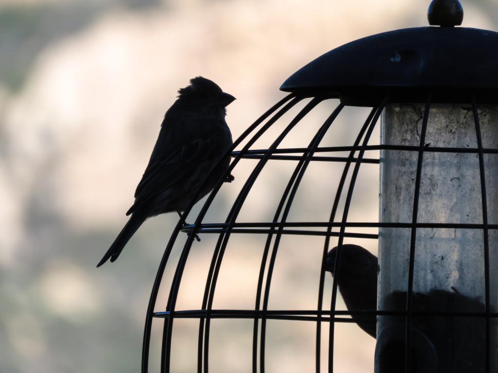 Free Stock Photo of Two Sparrows | Download Free Images and Free ...