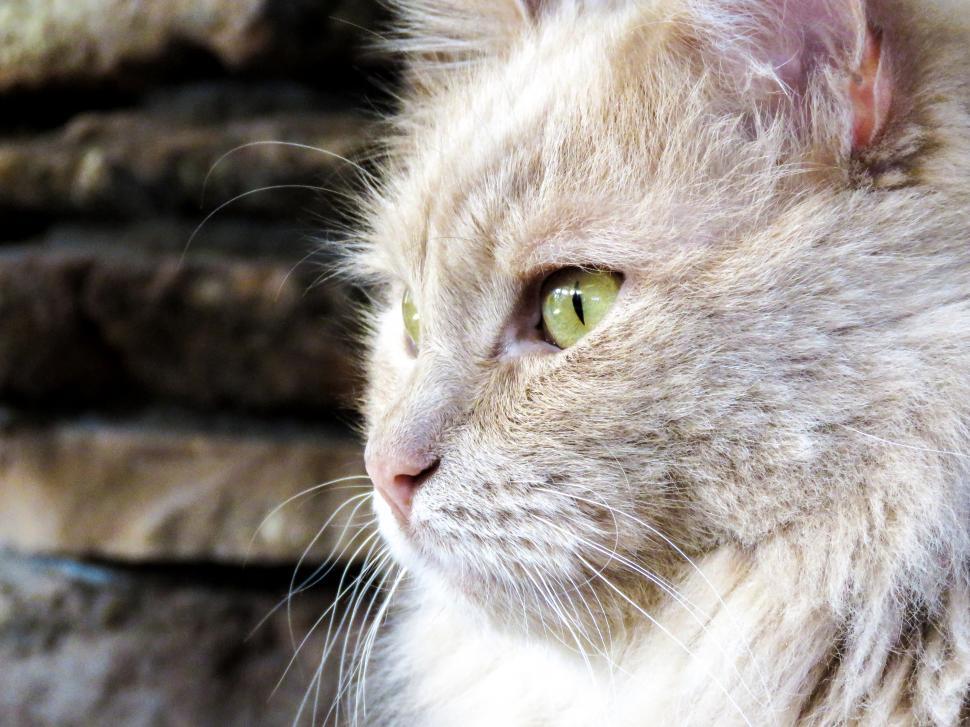 Free Stock Photo of Light colored cat | Download Free Images and Free ...