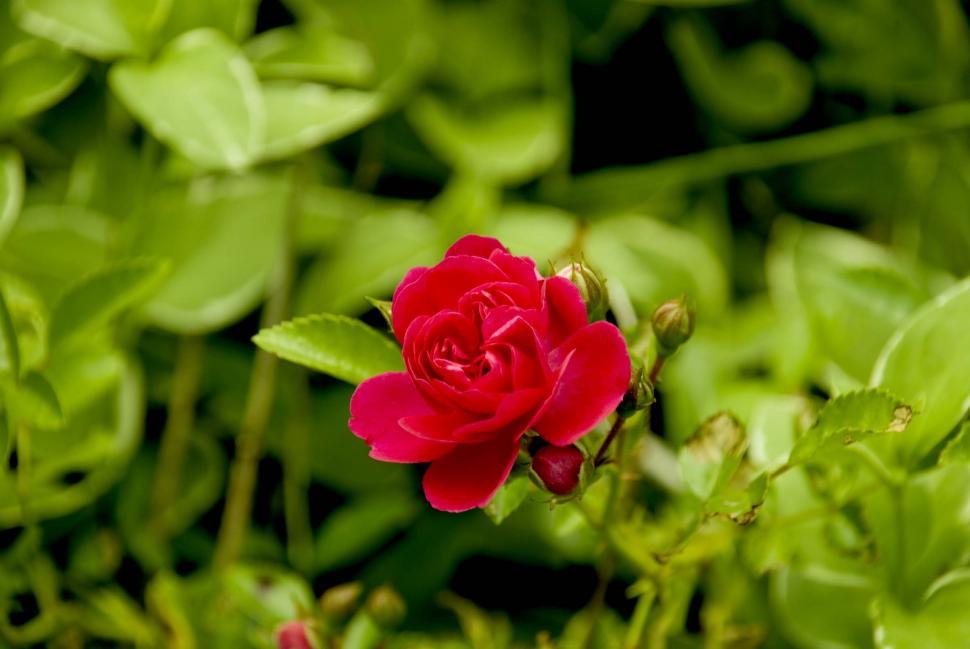 Free Stock Photo of Flower | Download Free Images and Free Illustrations