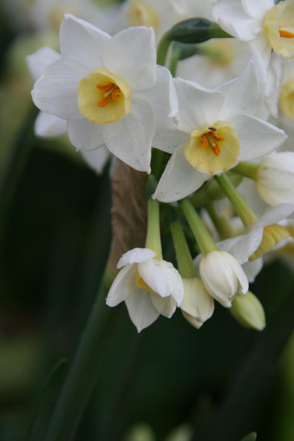 Free Stock Photo of narcissus flower | Download Free Images and Free ...