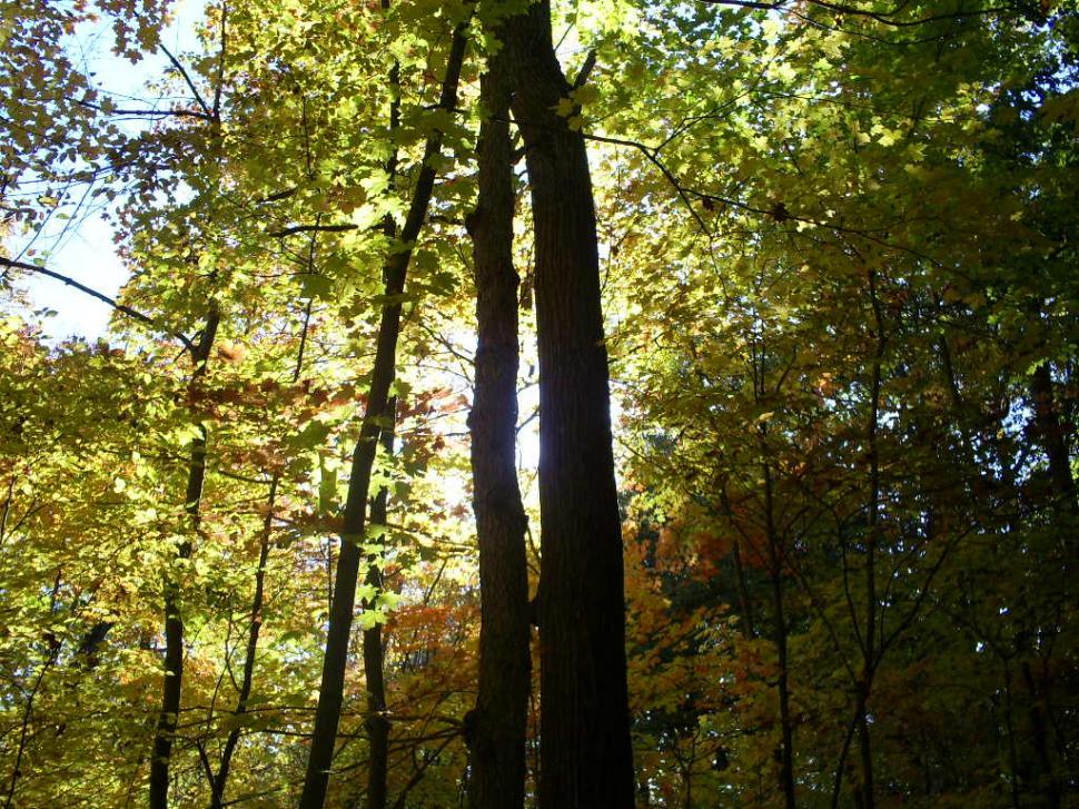 Free Stock Photo of Fall Walk | Download Free Images and Free Illustrations