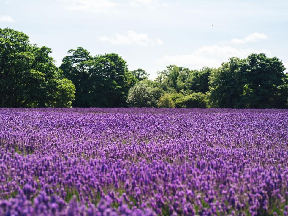 Free Stock Photo of Field of Purple Flowers With Trees in the ...
