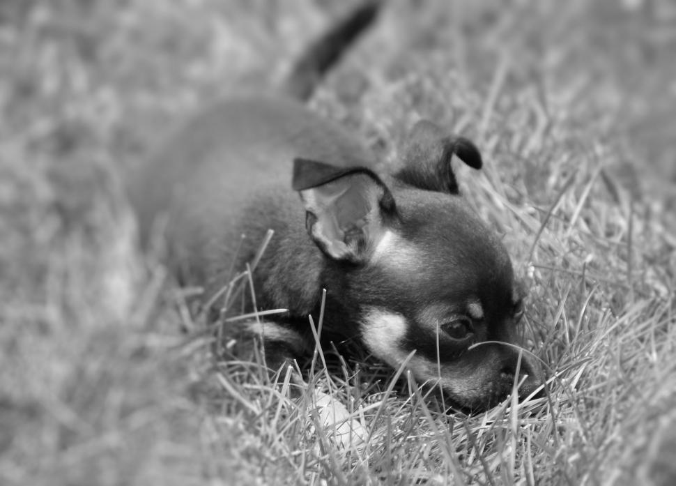 Free Stock Photo of Dog | Download Free Images and Free Illustrations