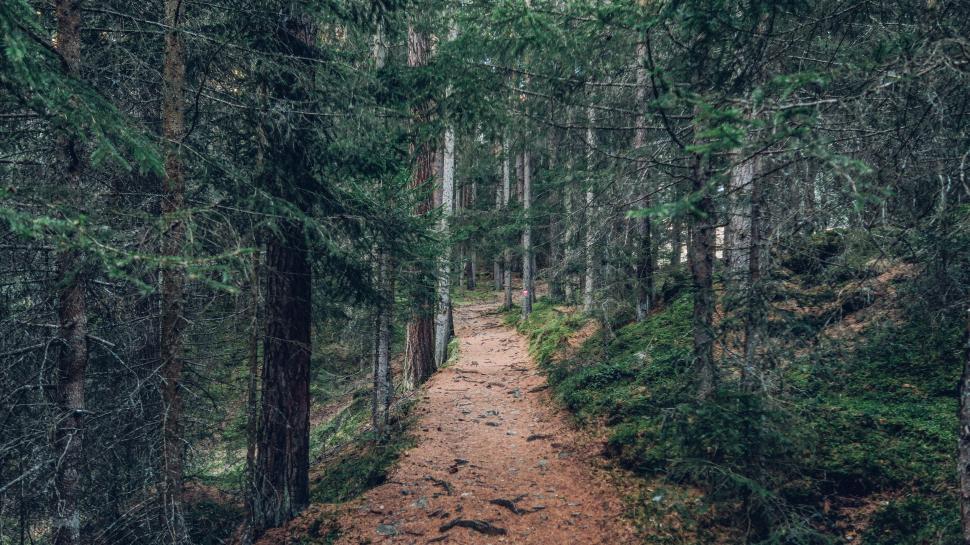 Free Stock Photo of Dirt Path Cutting Through Forest | Download Free ...