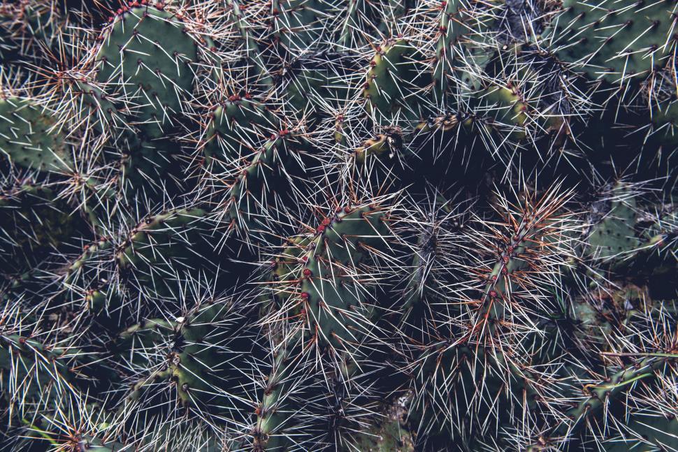 Free Stock Photo of Close Up View of a Cactus Plant | Download Free ...