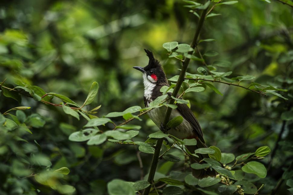 Free Stock Photo of Small Bird Perched on Tree Branch | Download Free ...
