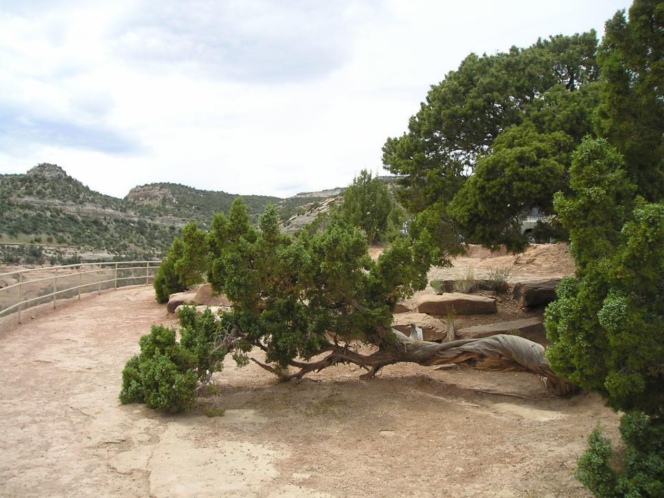 Free Stock Photo of Juniper | Download Free Images and Free Illustrations