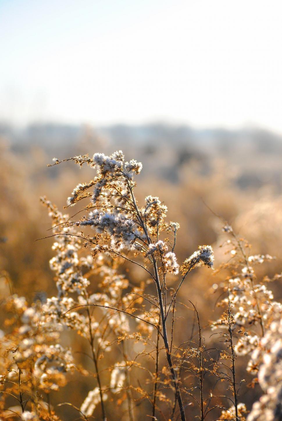 Free Stock Photo of Close Up of Grass Field With Sky Background ...
