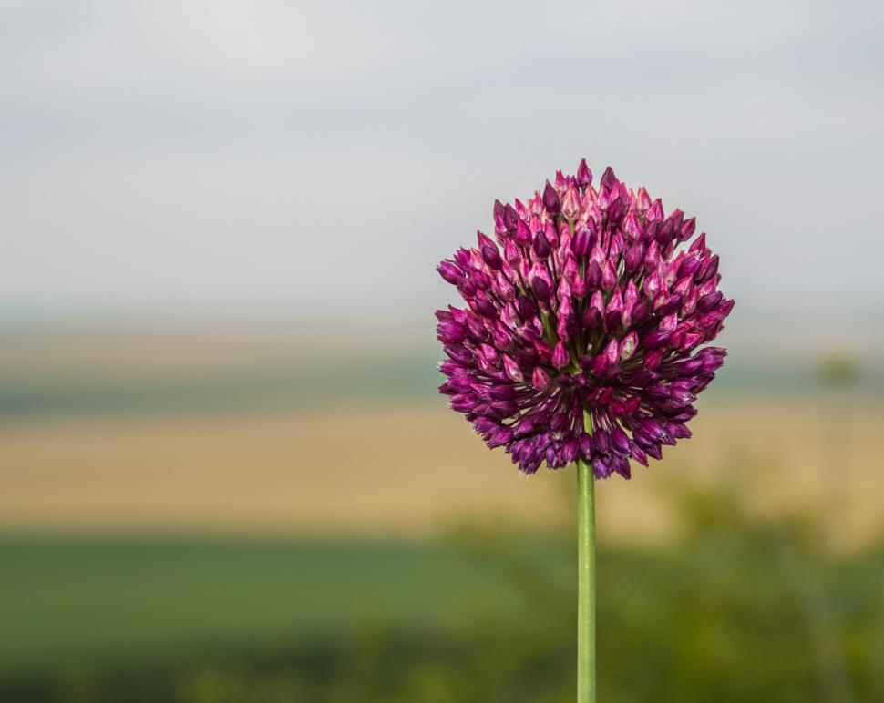 Free Stock Photo of Purple Flower Standing Tall in Vast Field ...