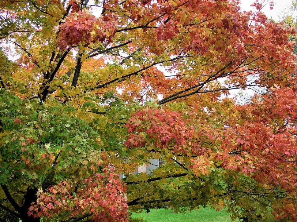 Free Stock Photo of Autumn Comes | Download Free Images and Free ...