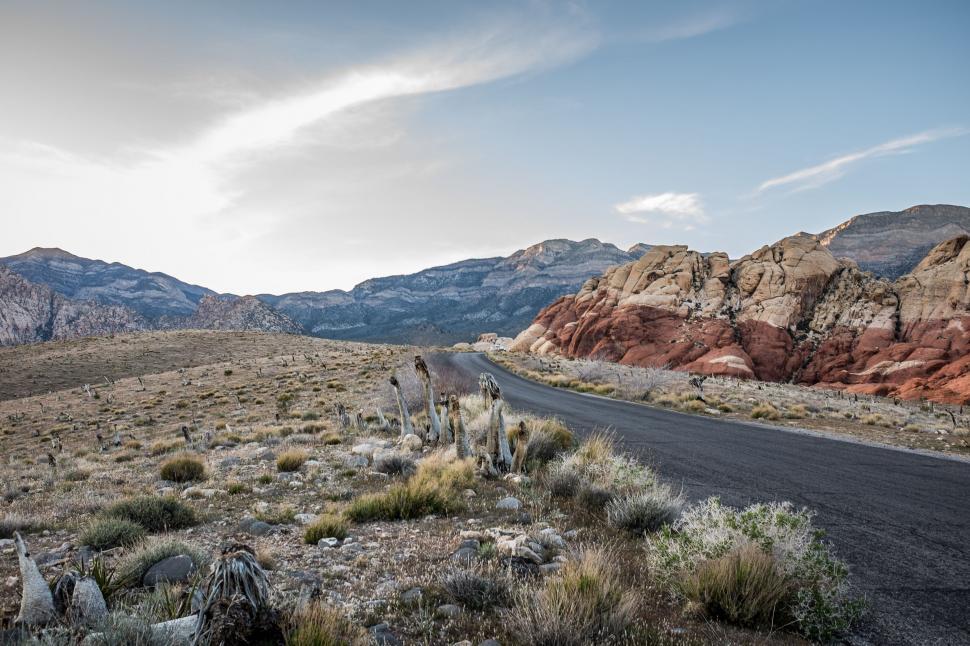 Free Stock Photo of Animals Standing Beside Road | Download Free Images ...