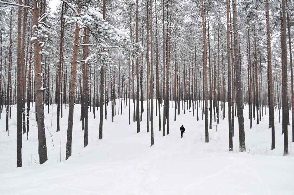 Free Stock Photo of Person Walking Through Snow Covered Forest ...