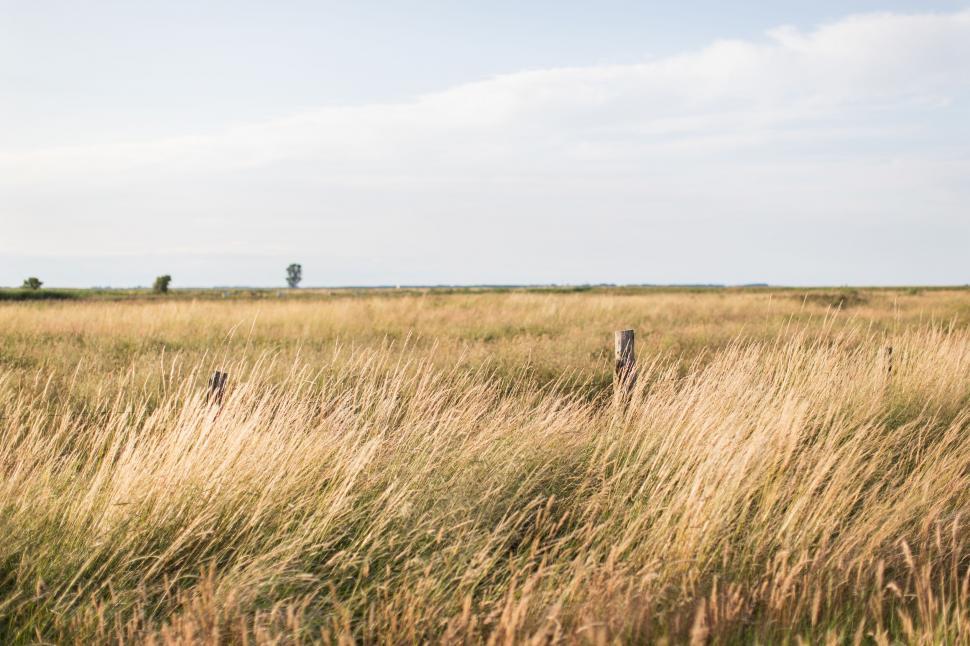 Free Stock Photo of Field of Tall Grass With Trees in Background ...