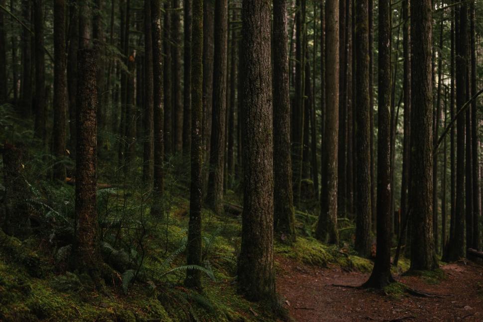 Free Stock Photo of Dense Forest With Tall Trees | Download Free Images ...