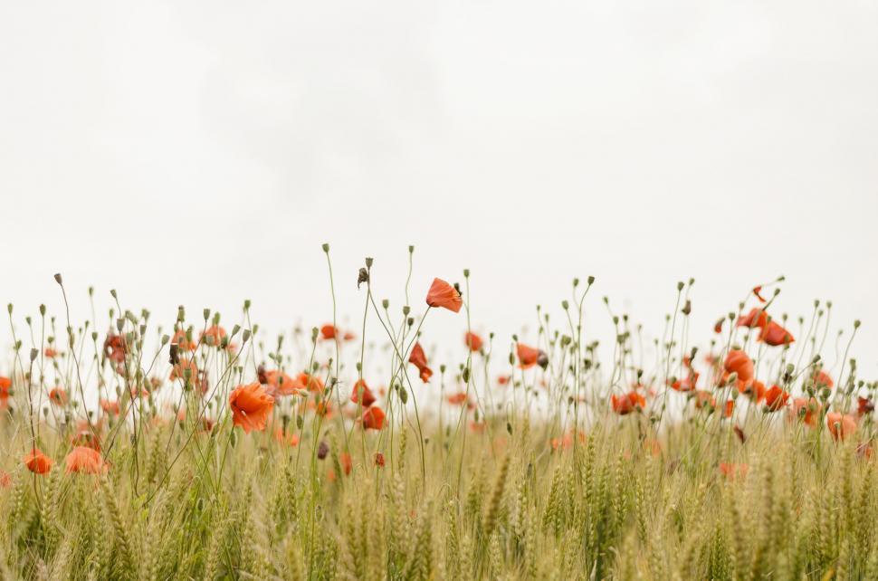 Free Stock Photo of Field of Tall Grass and Red Flowers | Download Free ...