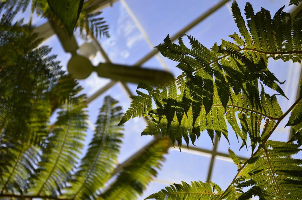 Free Stock Photo of Tree Leaves Seen Through Glass Window | Download ...