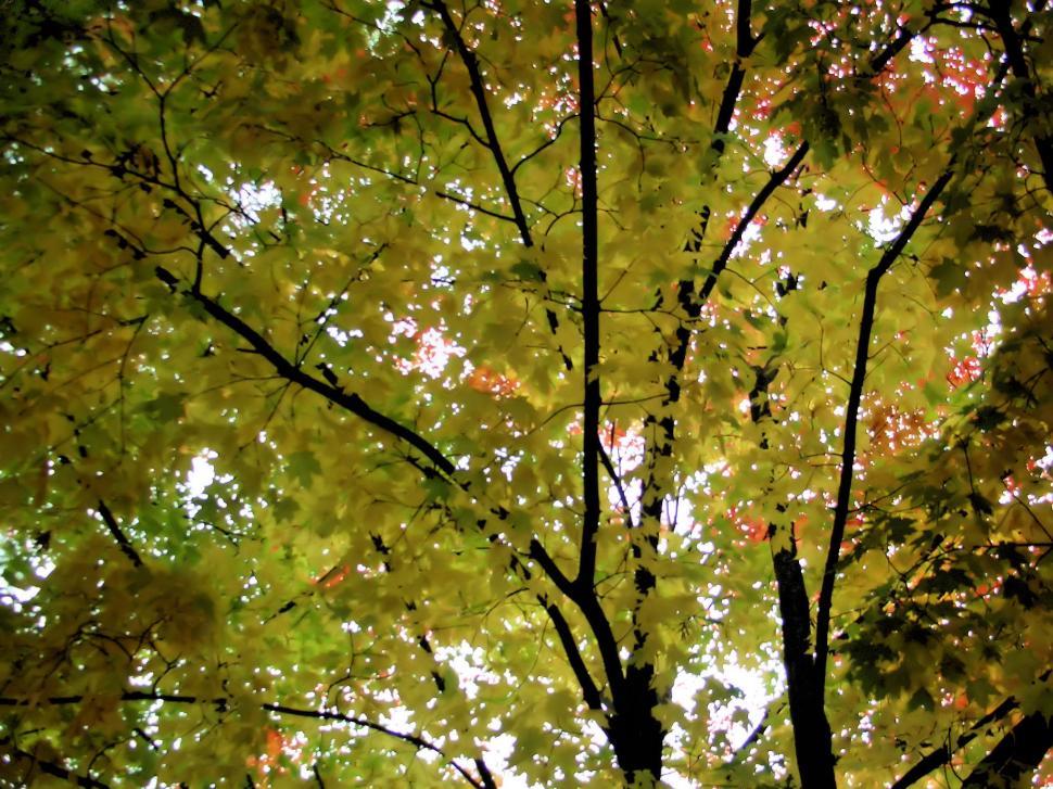 Free Stock Photo of Fall Leaves | Download Free Images and Free ...