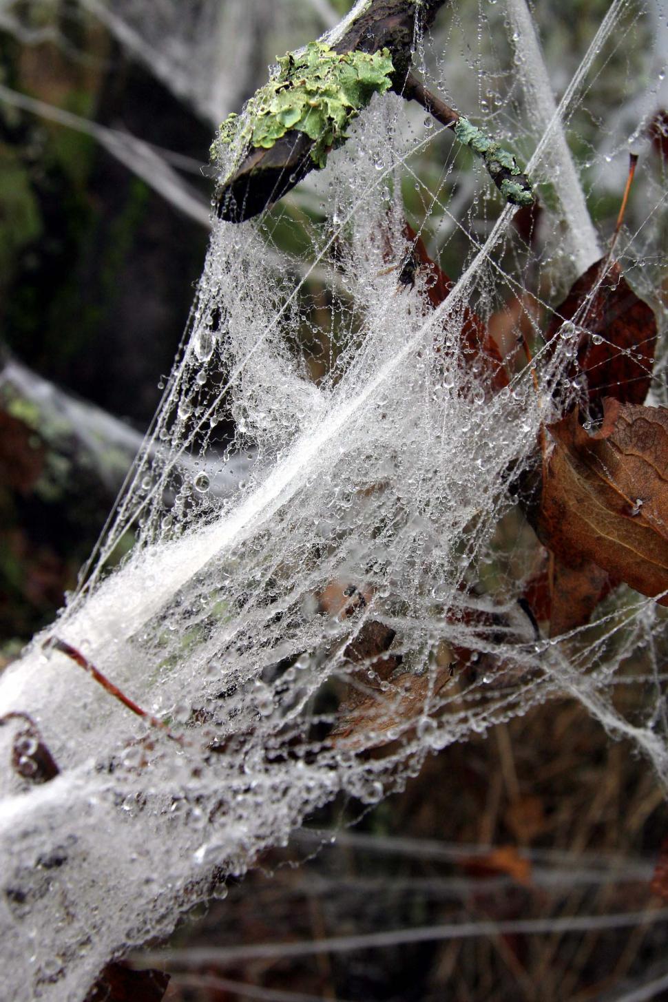 Free Stock Photo of Spider Web With Green Leaf | Download Free Images ...