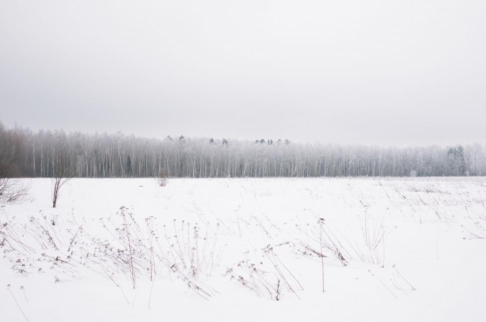 Free Stock Photo of Snow Covered Field With Trees in Background ...