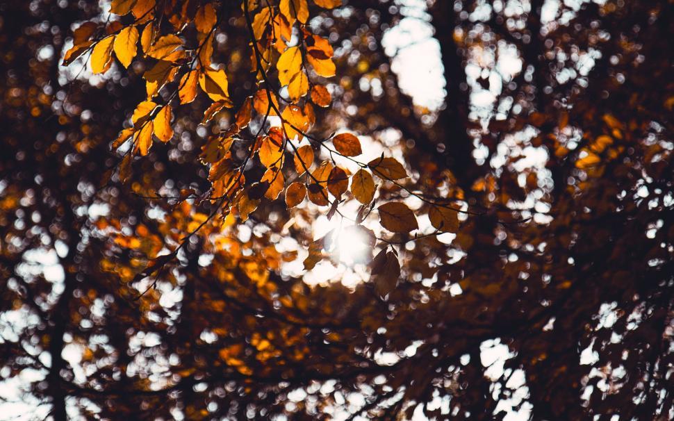 Free Stock Photo of Changing Colors of Tree Leaves | Download Free ...