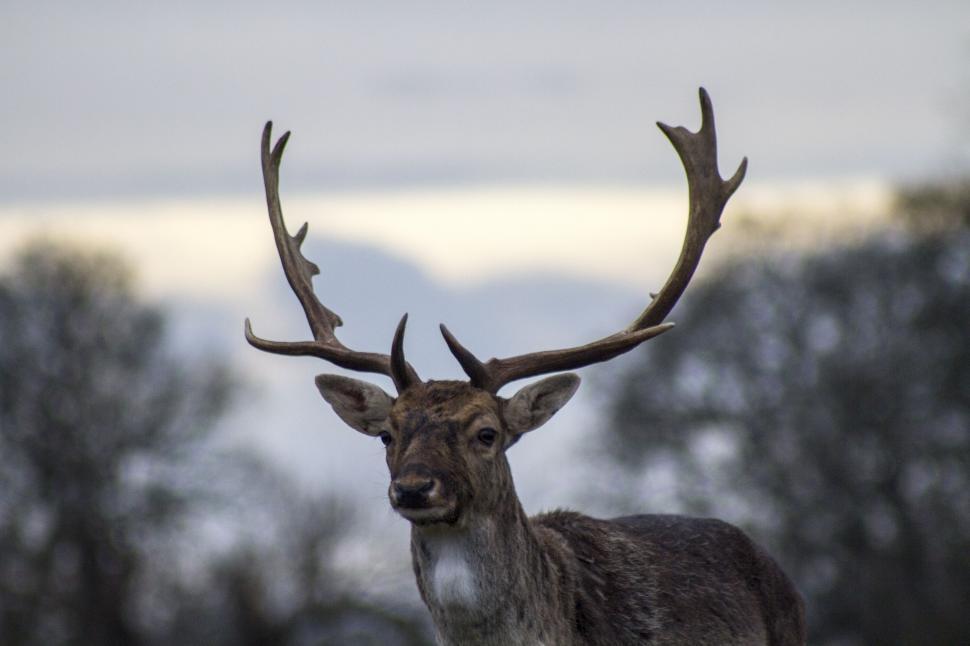 Free Stock Photo of Majestic Deer With Antlers in Field | Download Free ...