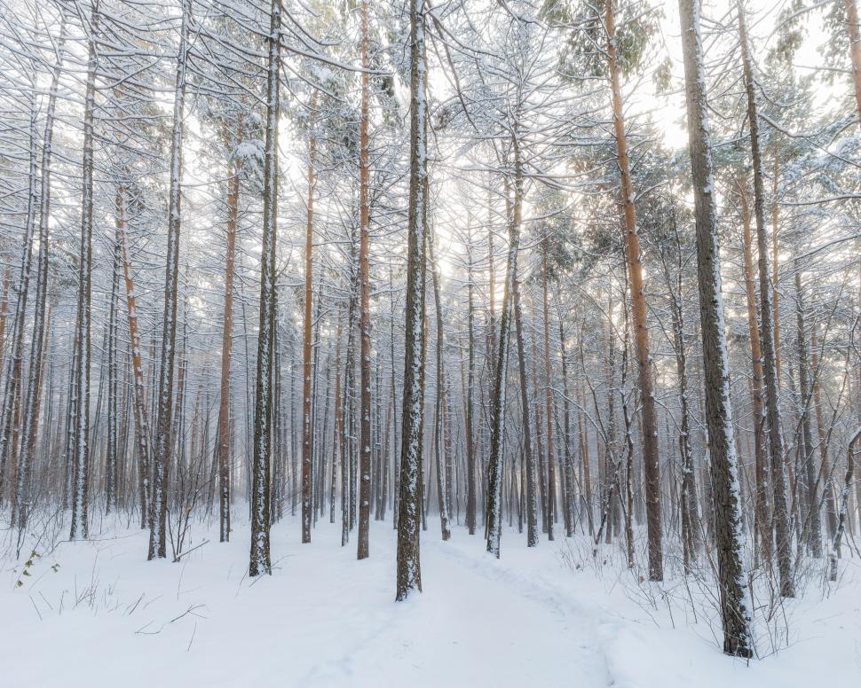 Free Stock Photo of Snow Covered Forest Filled With Trees | Download ...