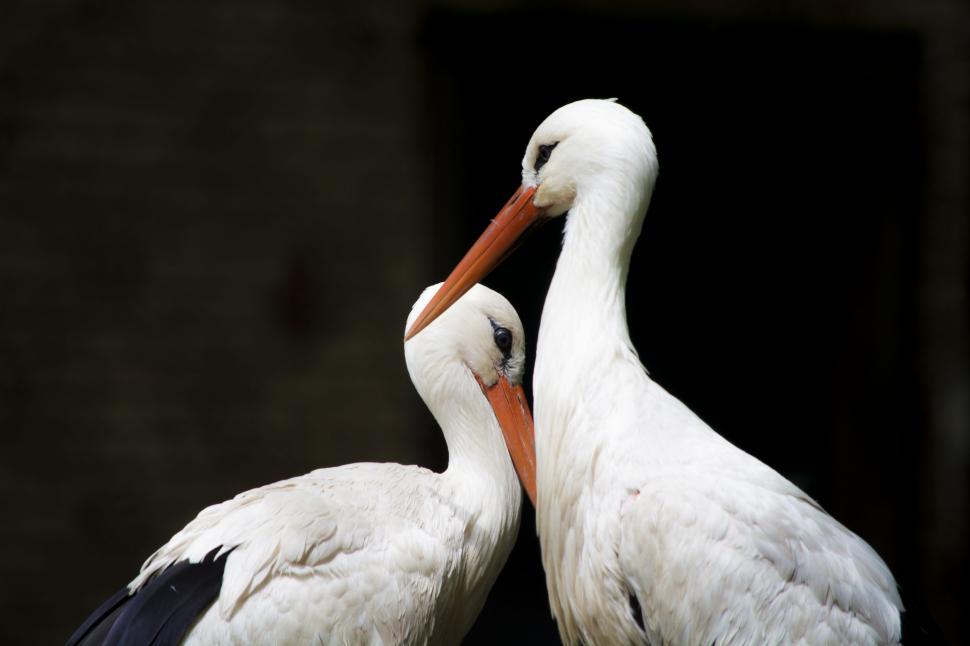 Free Stock Photo of Nature wading bird aquatic bird white stork stork ...