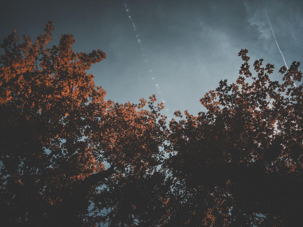 Free Stock Photo of Sky View Through Trees | Download Free Images and ...
