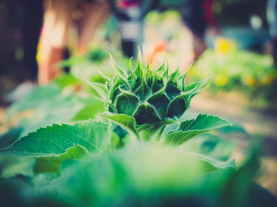 Free Stock Photo of Close Up of a Plant in a Garden | Download Free ...