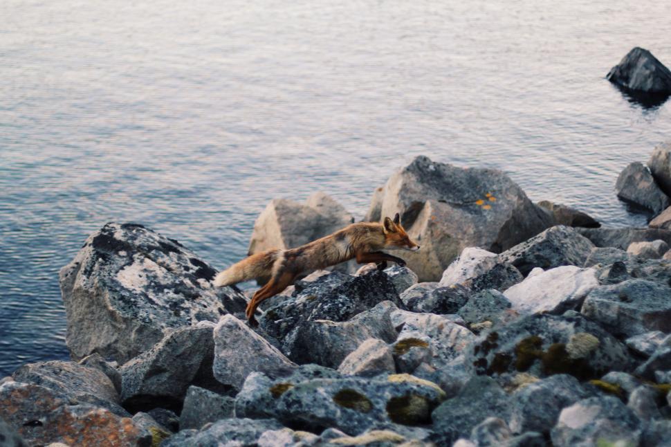 Free Stock Photo of Dog Standing on Rocks Near Water | Download Free ...