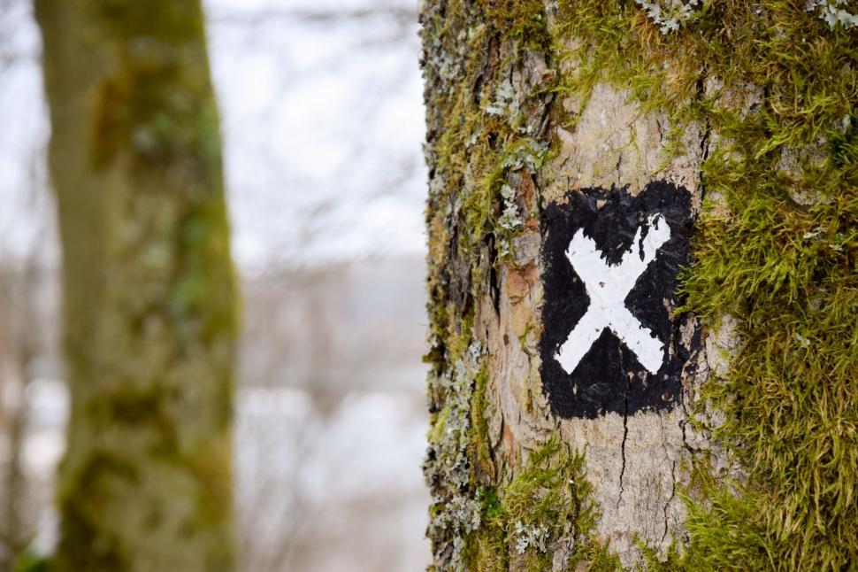 Free Stock Photo of Close Up of Tree With Cross | Download Free Images ...