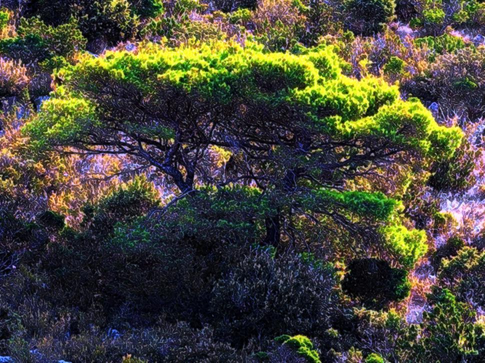 Free Stock Photo of The tree | Download Free Images and Free Illustrations