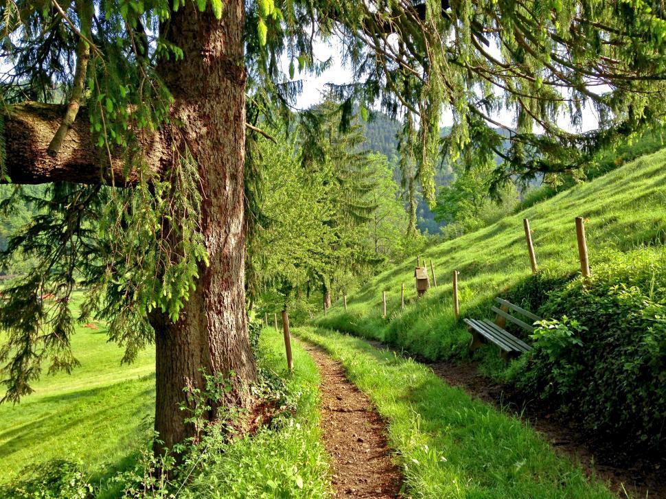 Free Stock Photo of Dirt Path Cutting Through Lush Green Field ...