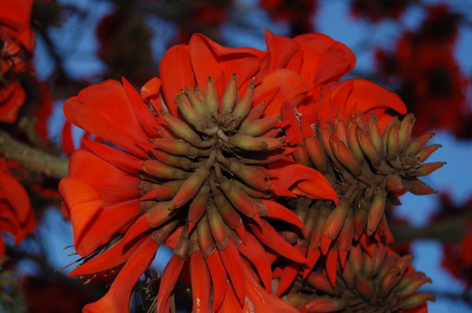 Free Stock Photo of ginko flower | Download Free Images and Free ...