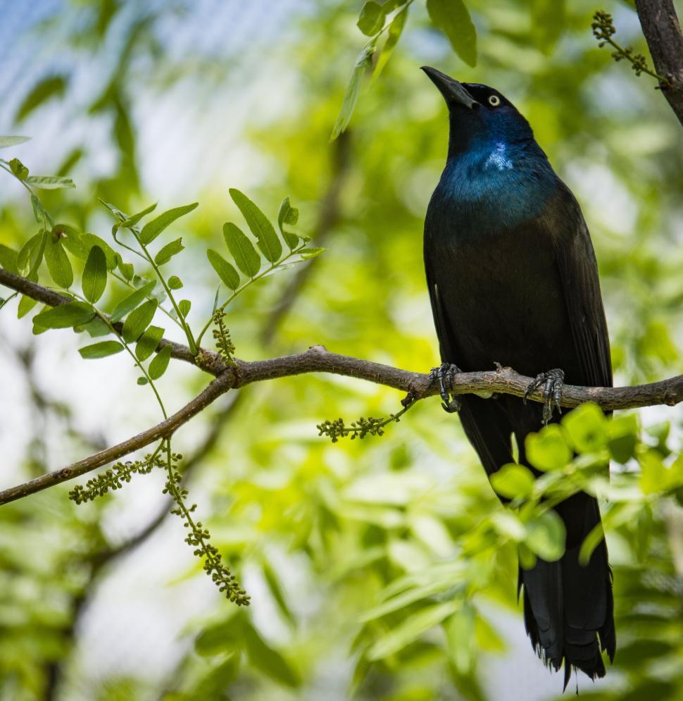 Free Stock Photo of Black Bird Perched on Tree Branch | Download Free ...