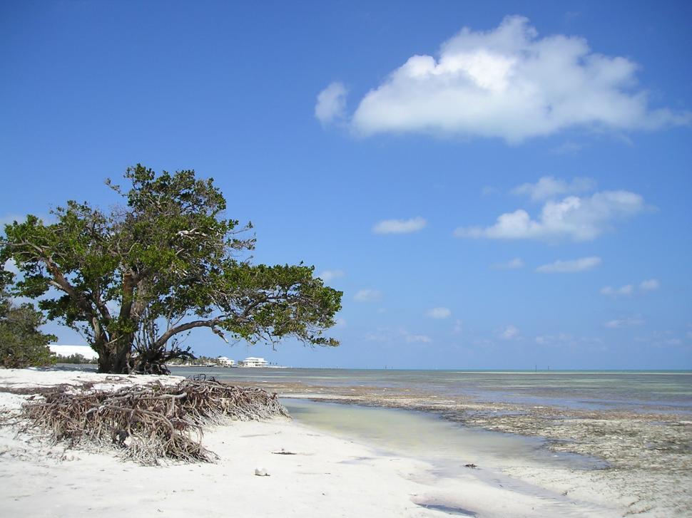 Free Stock Photo of Key Marathon | Download Free Images and Free ...